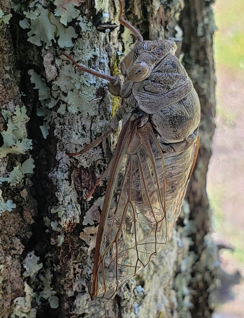 Northern Dusk-singing Cicada from Alfonso, VA 22503, USA on August 13 ...