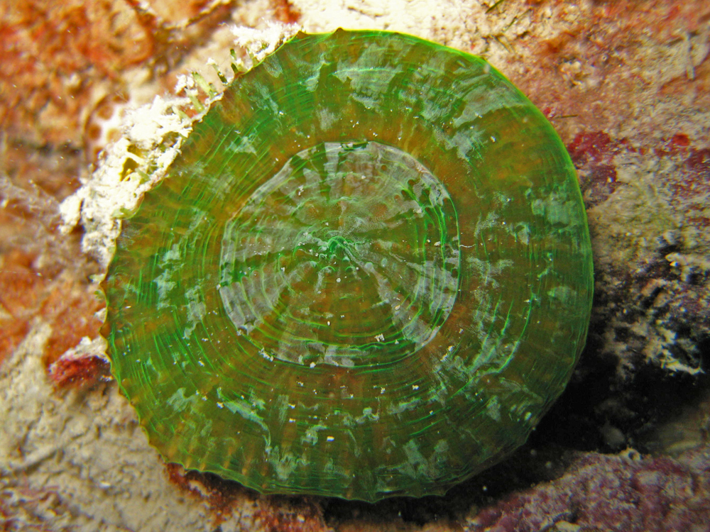 Scolymia sp. (Isla de Juventud Under Water Field Guide) · iNaturalist