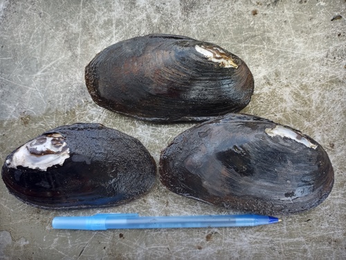 Roanoke Slabshell (Elliptio roanokensis) · iNaturalist