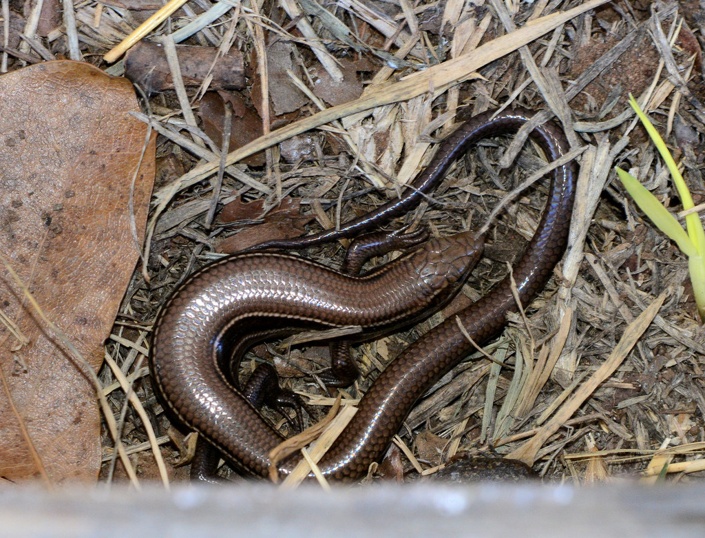 Southern Prairie Skink in April 2018 by Buddy · iNaturalist