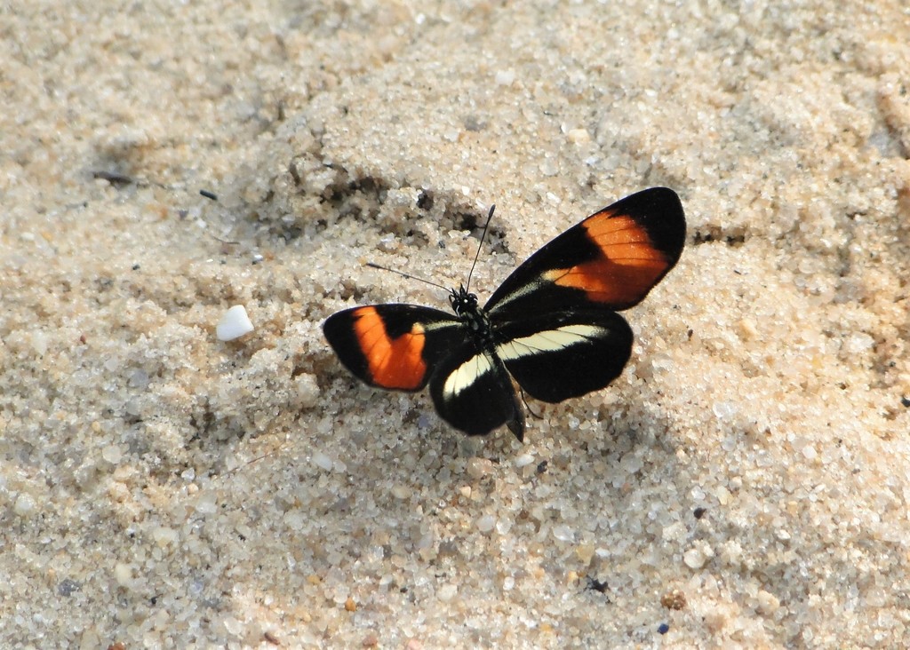Eresia lansdorfi (Borboletas de Rio Claro, SP/Butterflies of Rio Claro ...