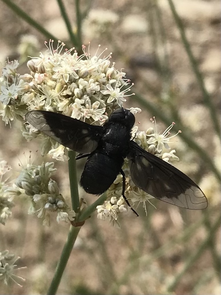 banded bee flies from Lenco Ave, Reno, NV, US on August 13, 2021 at 10: ...