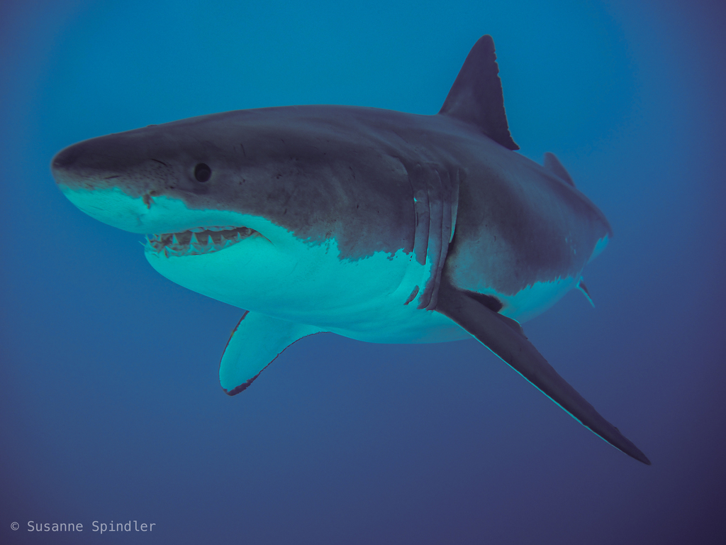 Mackerel Sharks (Lamnidae) - Marine Life Identification