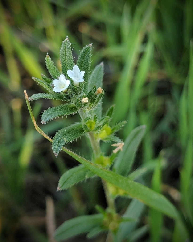 corn gromwell (Biodiversity WSU Pullman) · iNaturalist