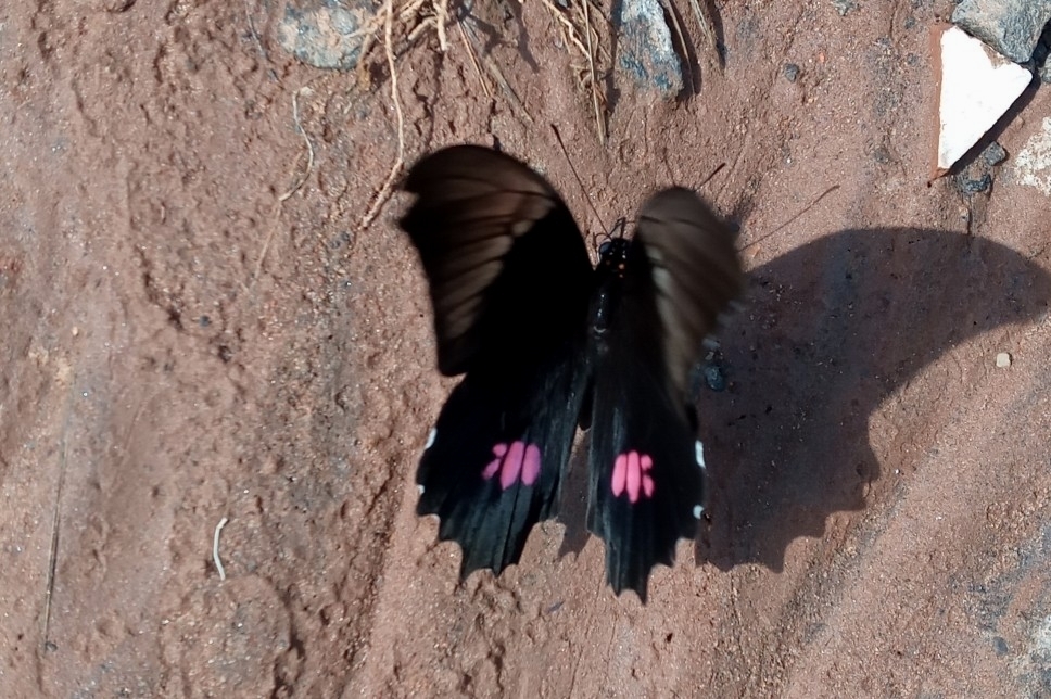 Rosa-de-luto (Borboletas de Rio Claro, SP/Butterflies of Rio Claro, SP ...