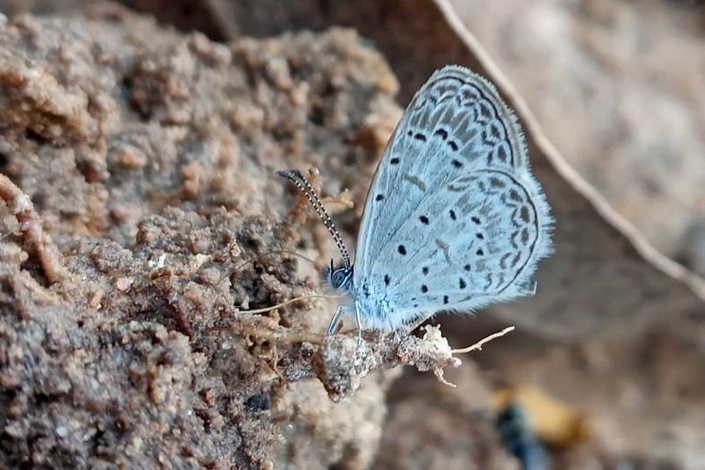 Zizula cyna (Borboletas de Rio Claro, SP/Butterflies of Rio Claro, SP ...