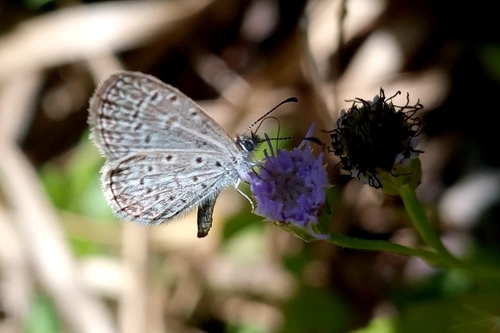 Zizula cyna (Borboletas de Rio Claro, SP/Butterflies of Rio Claro, SP ...