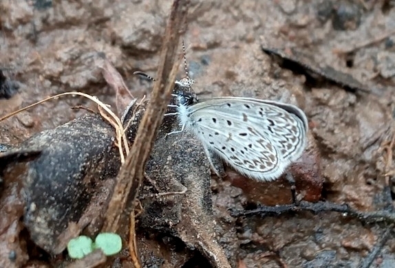 Zizula cyna (Borboletas de Rio Claro, SP/Butterflies of Rio Claro, SP ...