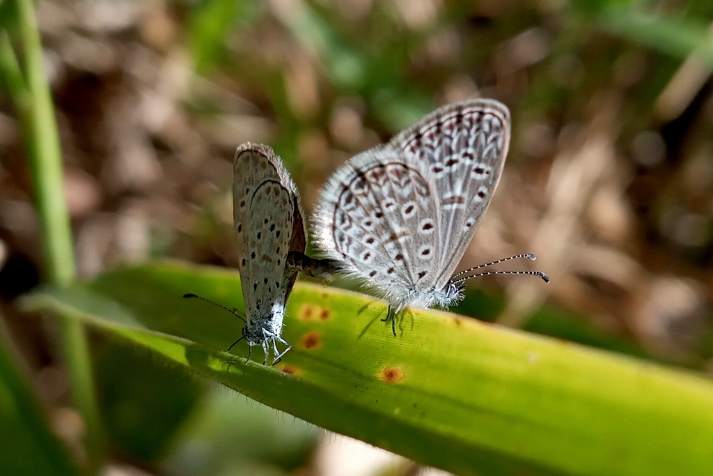 Zizula cyna (Borboletas de Rio Claro, SP/Butterflies of Rio Claro, SP ...