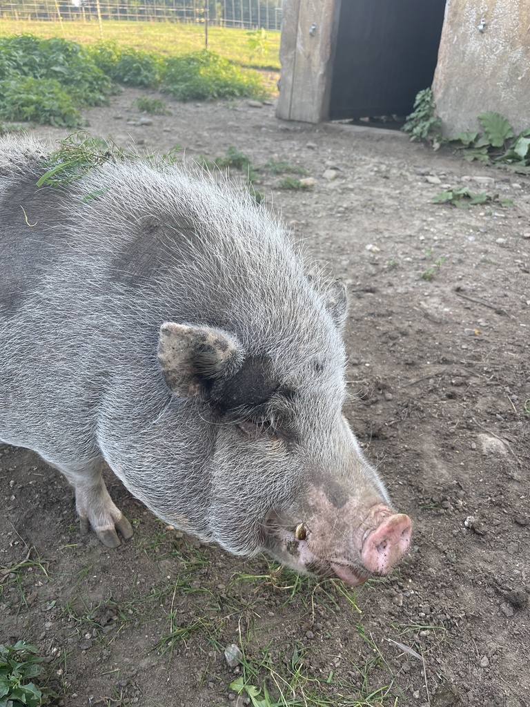 Domestic Pig from Henshaw St, Rochdale, MA, US on August 13, 2021 at 06 ...
