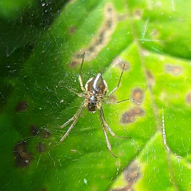 Bowl-and-doily Spider from Brown Township, IN, États-Unis on August 13 ...