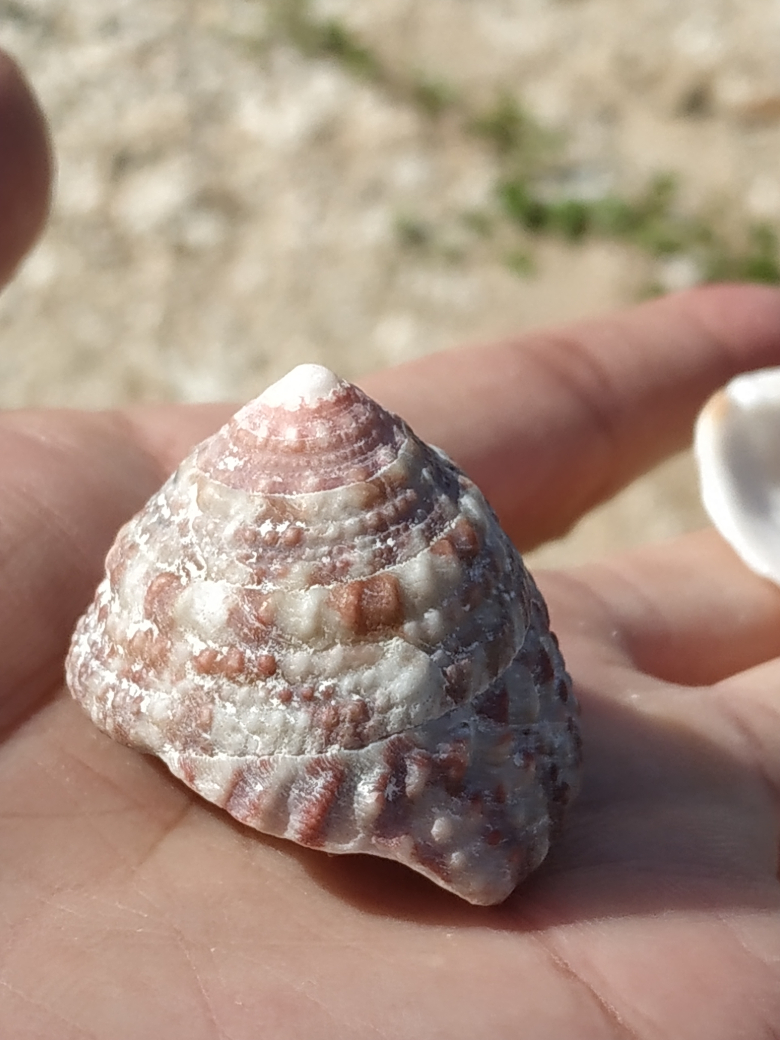 Trochus maculatus Linnaeus, 1758