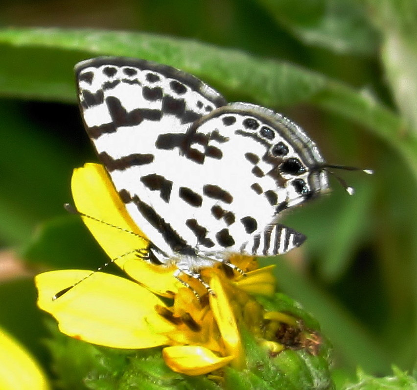 Tuxentius melaena melaena (kruger national Insects) · iNaturalist