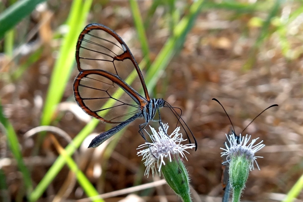 Pteronymia carlia (Borboletas de Rio Claro, SP/Butterflies of Rio Claro ...