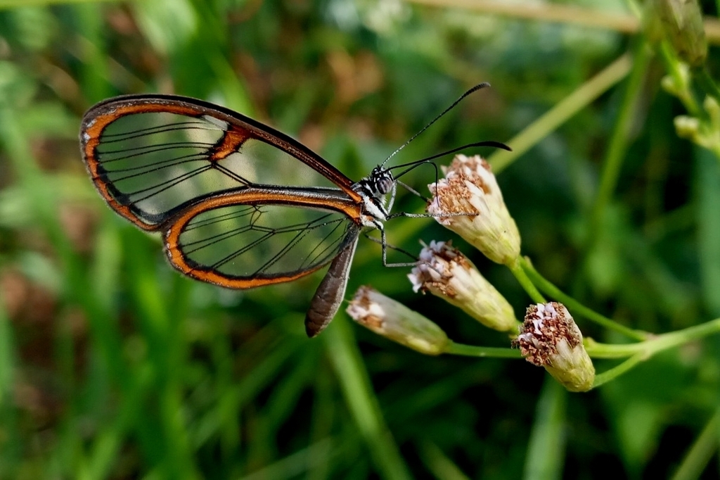 Pteronymia carlia (Borboletas de Rio Claro, SP/Butterflies of Rio Claro ...