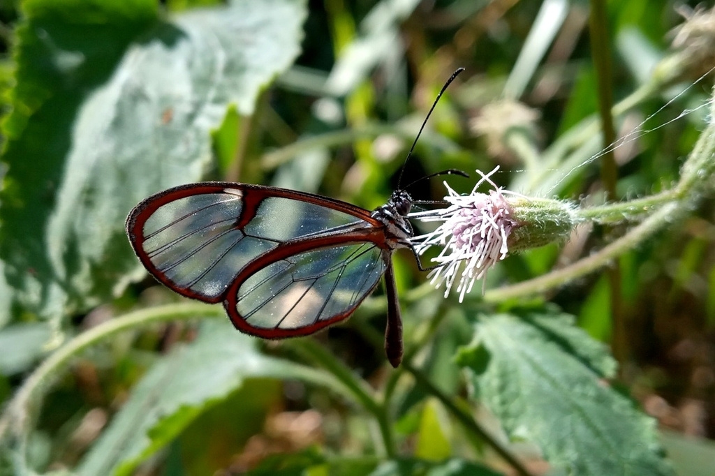 Pteronymia carlia (Borboletas de Rio Claro, SP/Butterflies of Rio Claro ...