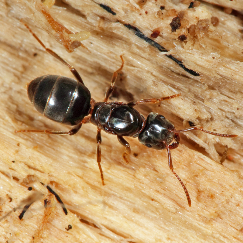 Shaded Fuzzy Ant (Nearctic Lasius Queens) · iNaturalist