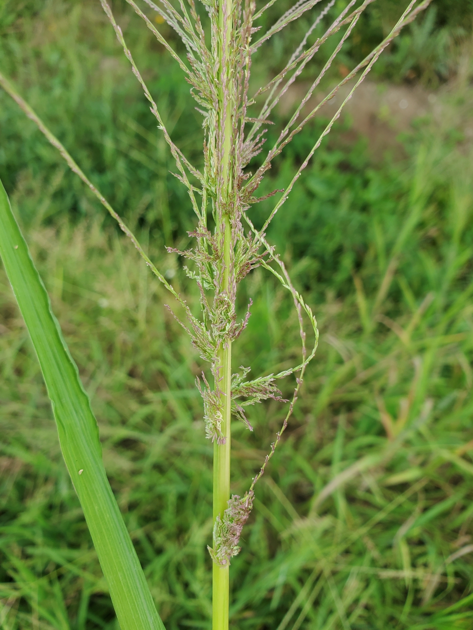 Leptochloa panicea (Retz.) Ohwi