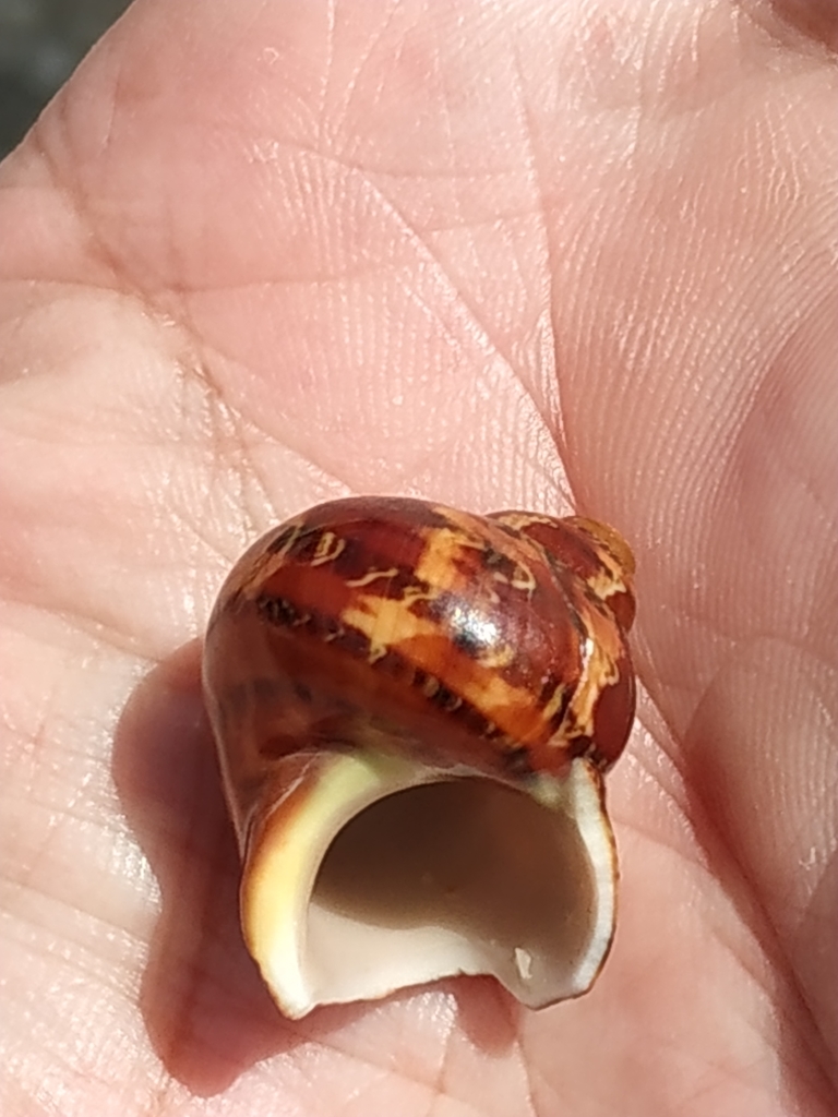 Tapestry Turban Snail from 946台灣屏東縣恆春鎮香蕉灣 on August 14, 2021 at 10:36 ...