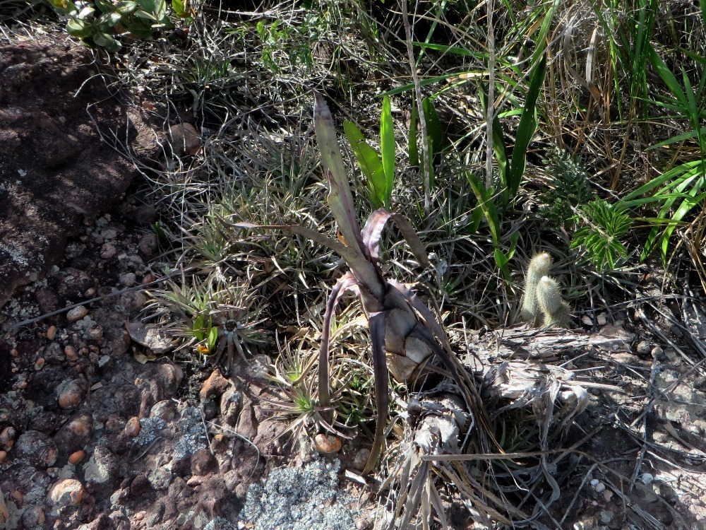 Hohenbergia pennae in March 2015 by Andy Siekkinen · iNaturalist