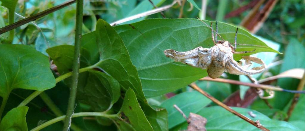 tea looper from 香港屯門 on August 09, 2021 at 11:40 AM by Kit Law. on 野漆樹 ...