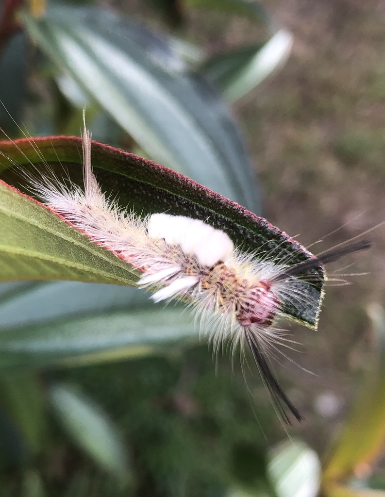Painted apple moth from Quinzeh Creek Road, Cedar Creek, QLD, AU on ...