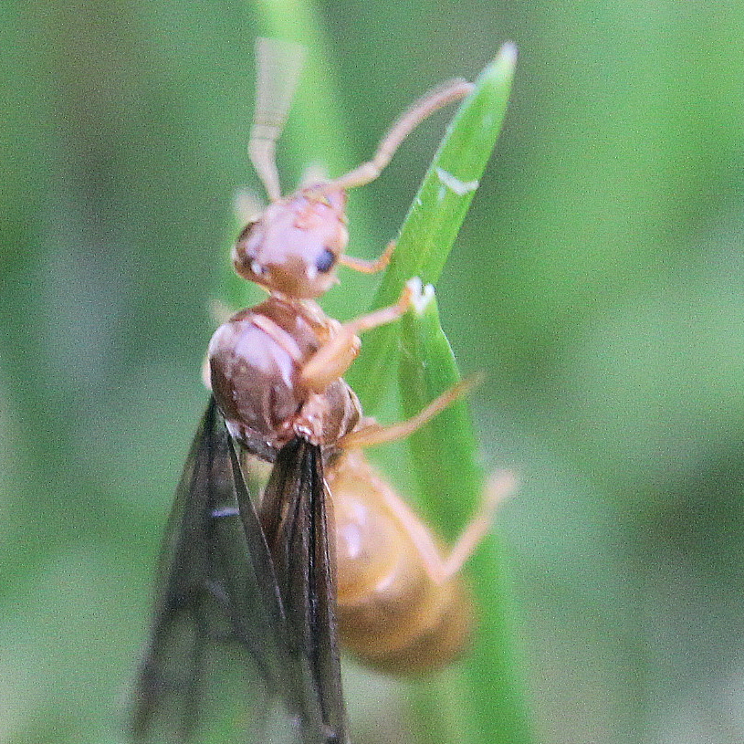 Turfgrass Ant (Nearctic Lasius Queens) · BioDiversity4All