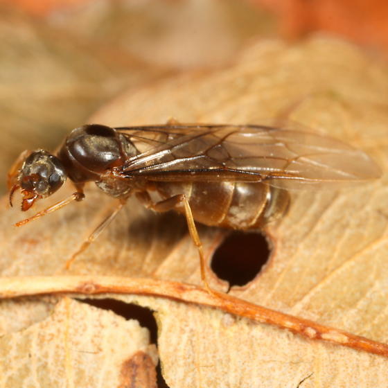 Turfgrass Ant (Nearctic Lasius Queens) · BioDiversity4All