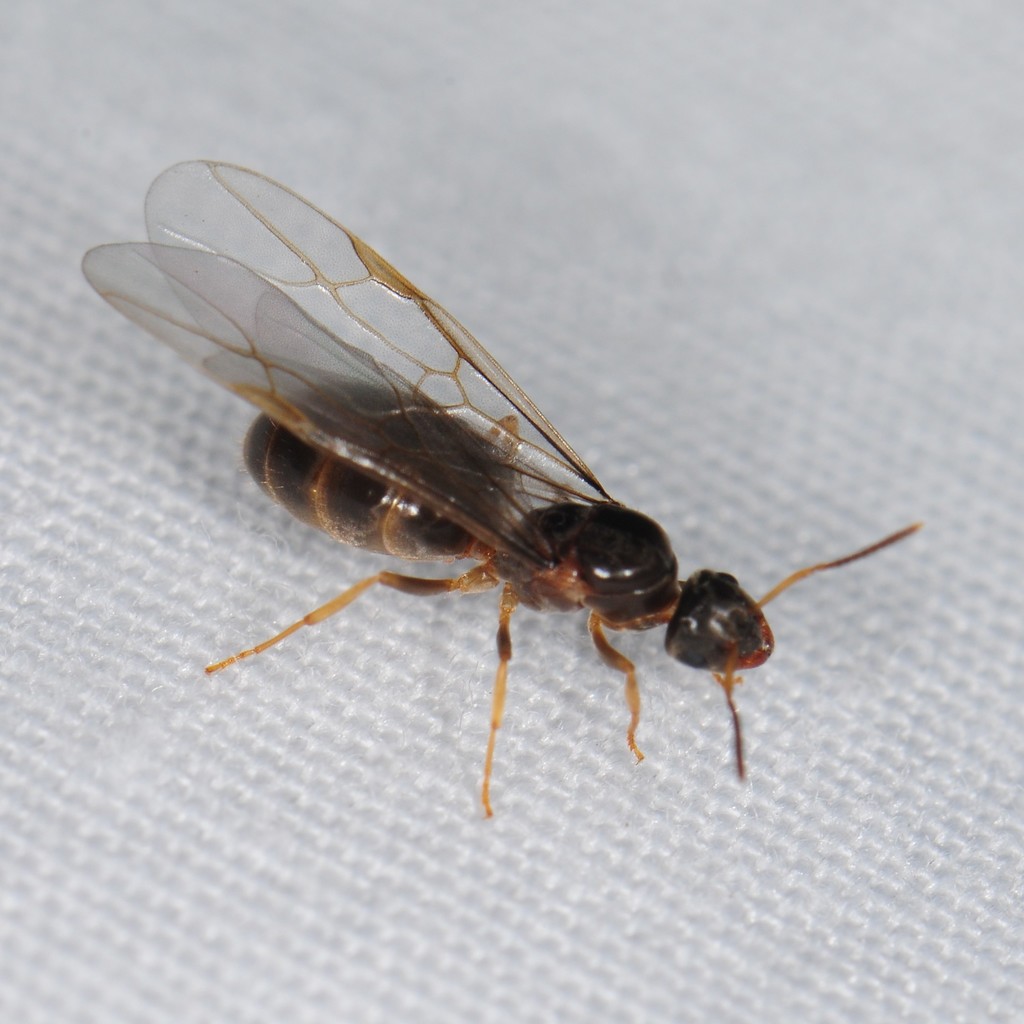 American Cornfield Ant (Nearctic Lasius Queens) · BioDiversity4All