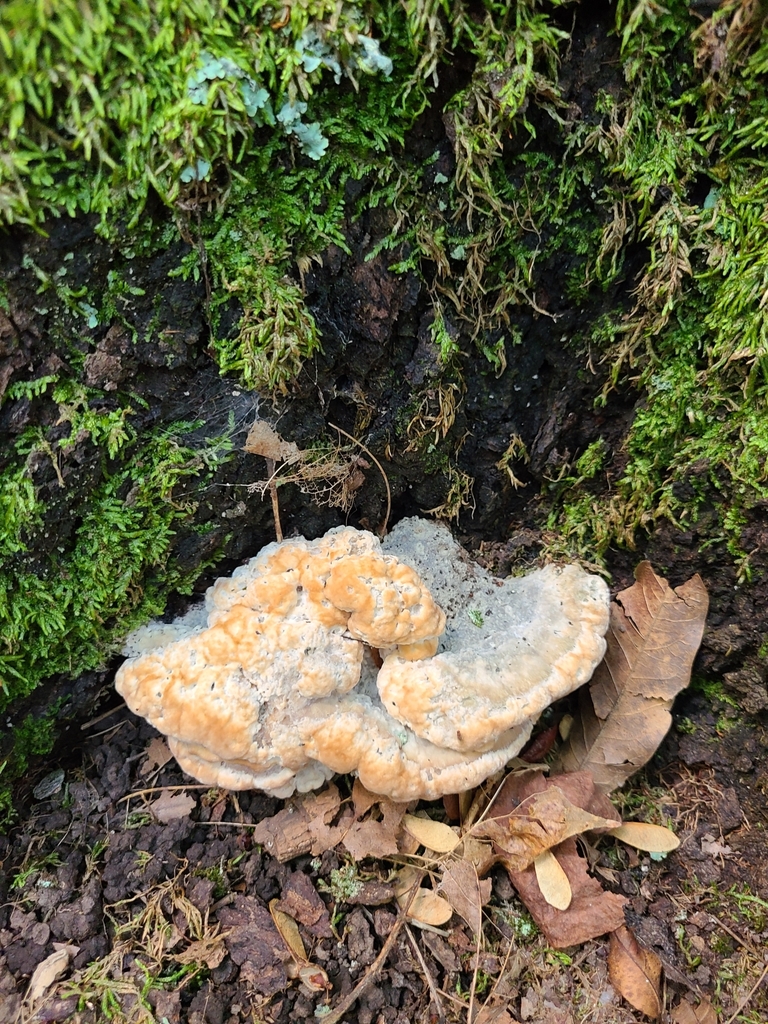 green cheese polypore from Vincennes Township, IN 47591, USA on August ...