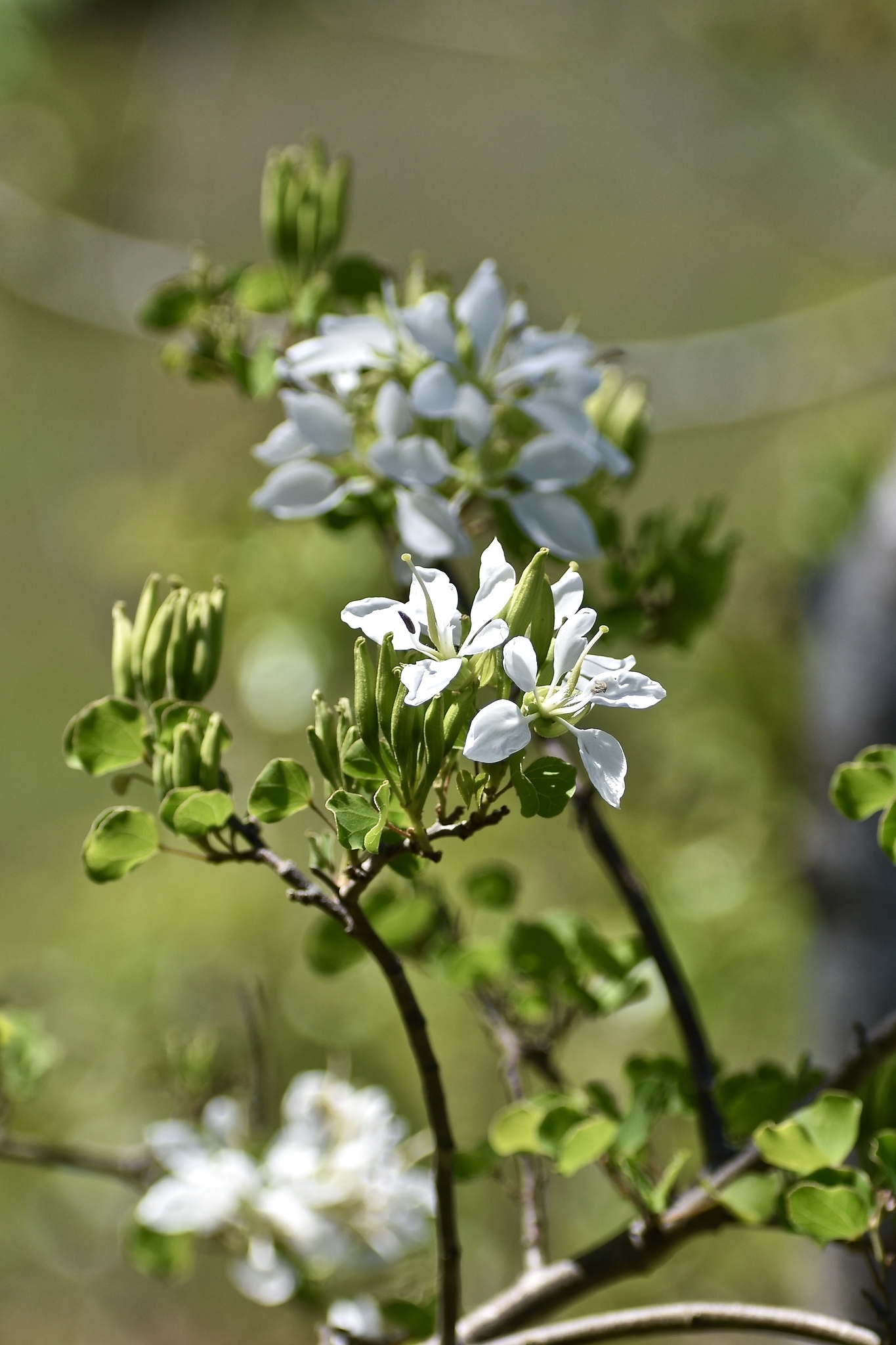 Ana Cacho Orchid Tree Problems