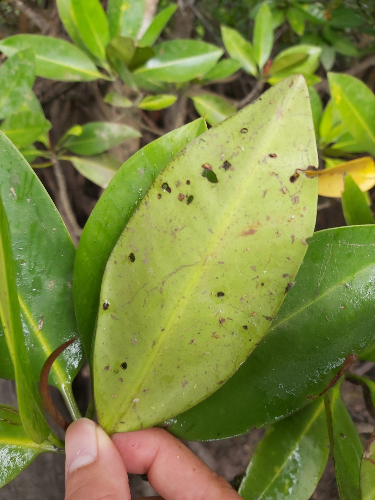 Rhizophora apiculata Blume