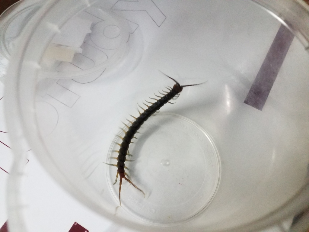 Pacific Giant Centipede from Talat, Mueang Surat Thani District, Surat ...