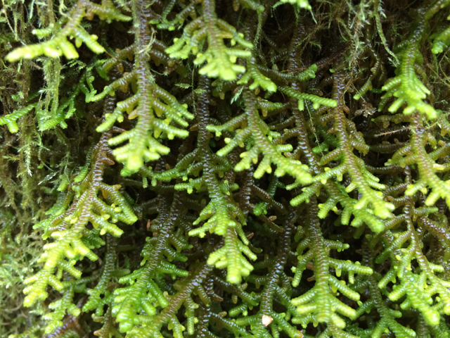 leafy and simple thalloid liverworts (Jungermanniopsida) - Botanical Realm