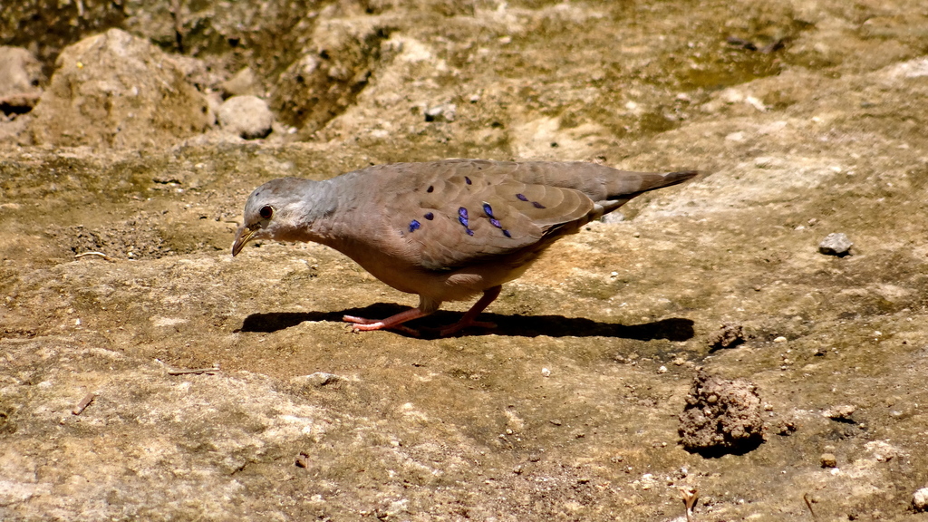 Plain-breasted Ground Dove from Xocotitla, Paso de Ovejas; Veracruz ...