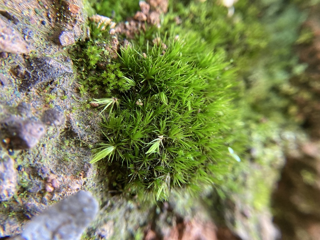 Campylopus clavatus from Scott Creek Conservation Park, Cherry Gardens ...