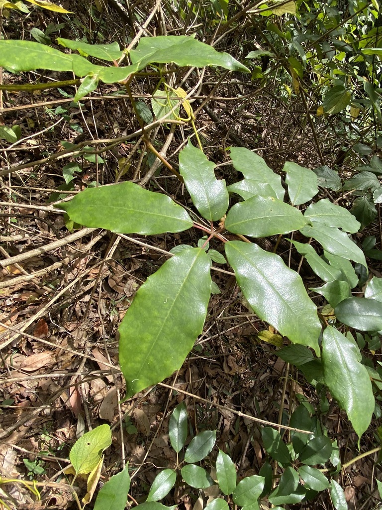 Five-Leaved Water Vine from Shailer Park, Queensland, Australia on ...