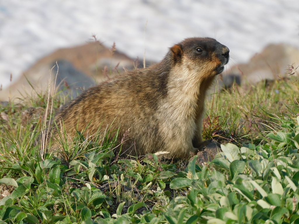 Black-capped Marmot (Marmota camtschatica) - Know Your Mammals