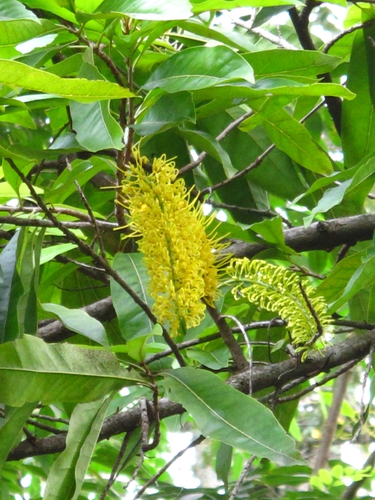 Finschia chloroxantha · iNaturalist