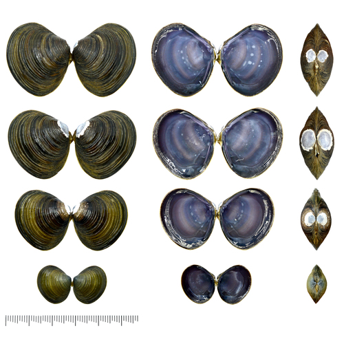 Corbicula leana · iNaturalist United Kingdom