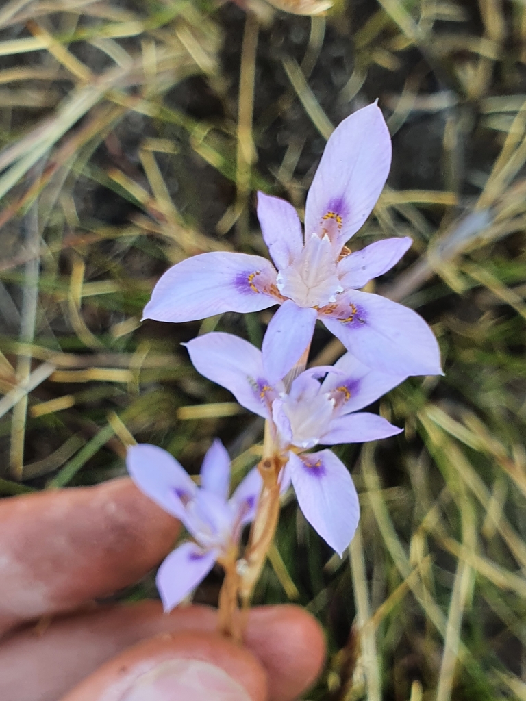 Moraea stricta in August 2021 by Courtney Hundermark · iNaturalist