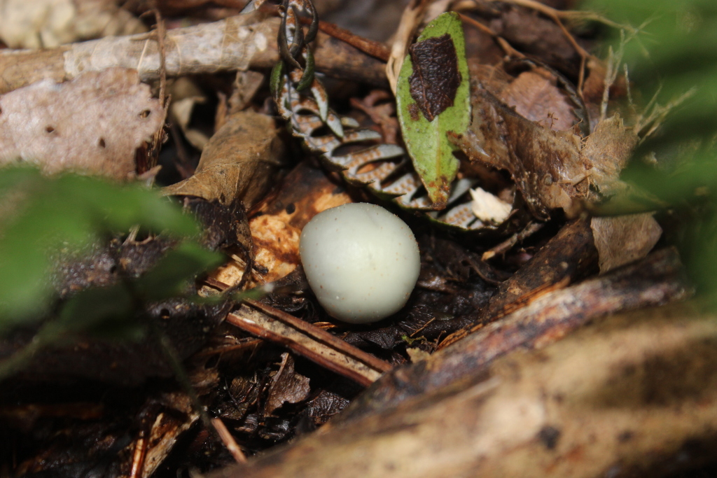 Psilocybe weraroa from Eastbourne, Lower Hutt 5013, New Zealand on ...