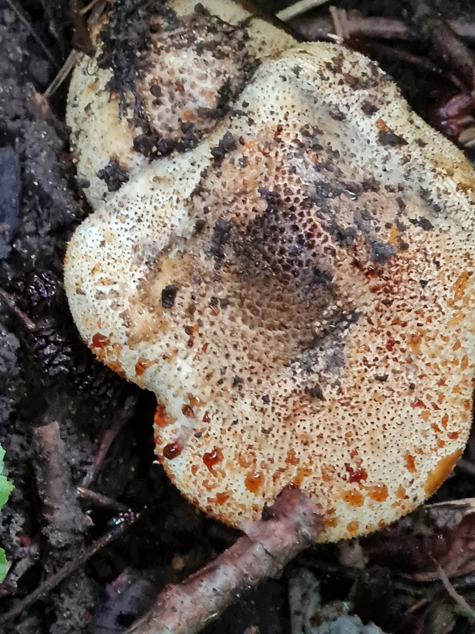 Echinoderma hystrix (F.H.Møller & J.E.Lange) Bon