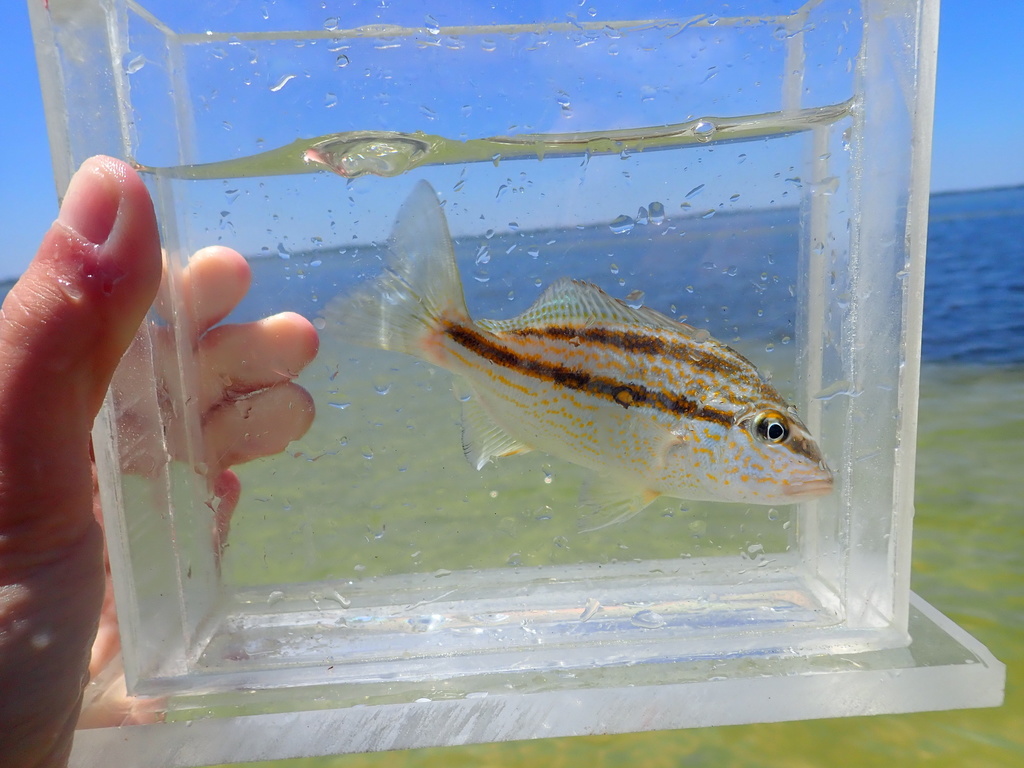 Pigfish from Gulf of Mexico, FL, US on August 13, 2021 at 12:04 PM by ...