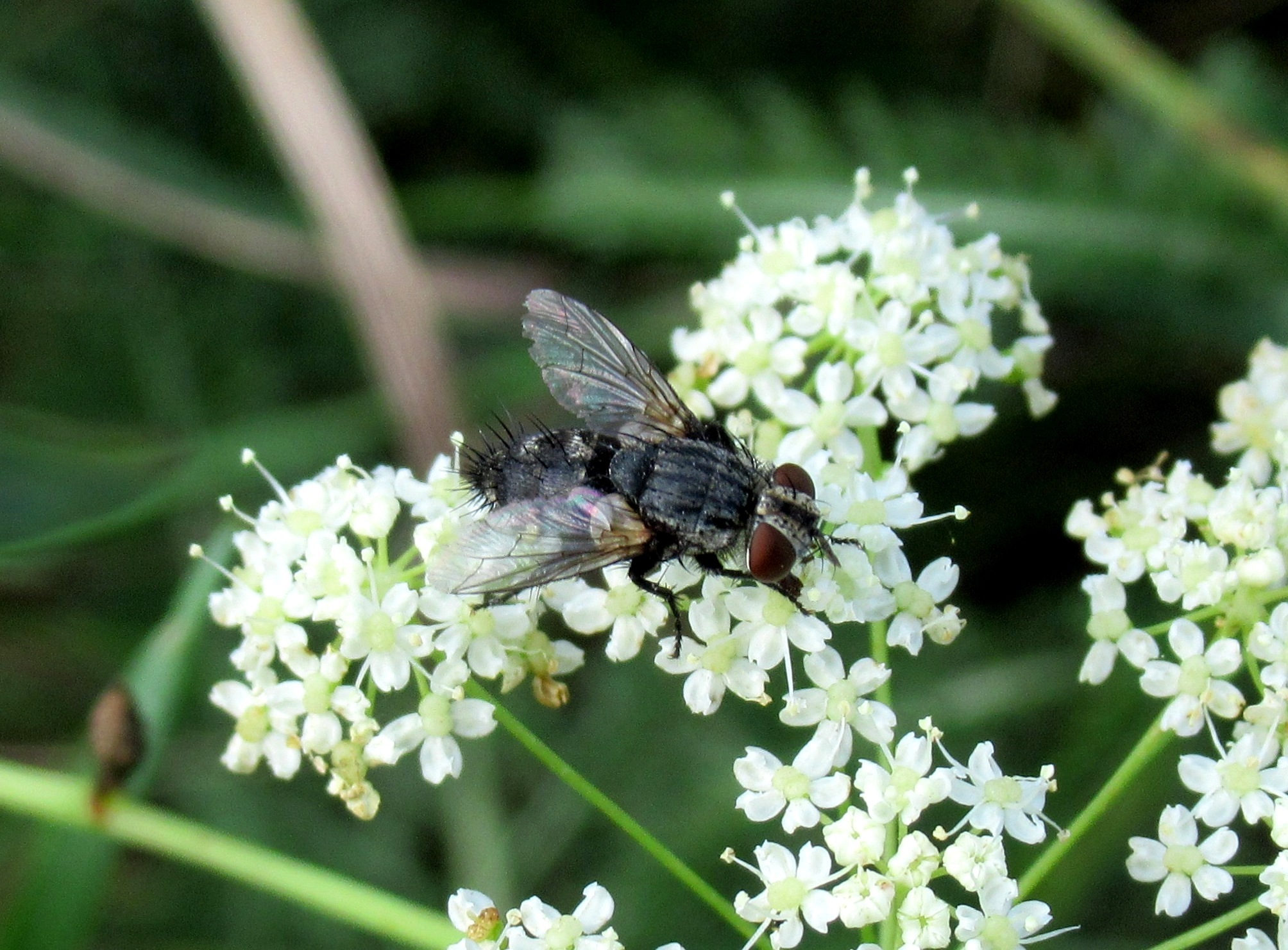 Exorista rustica (Fallén, 1810)