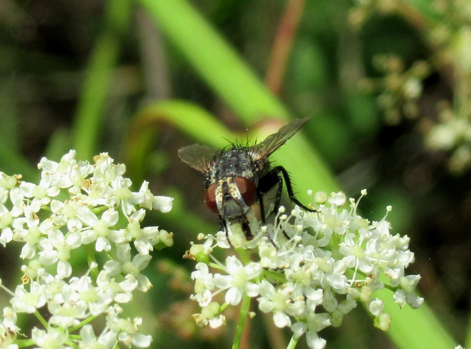 Exorista rustica (Fallén, 1810)