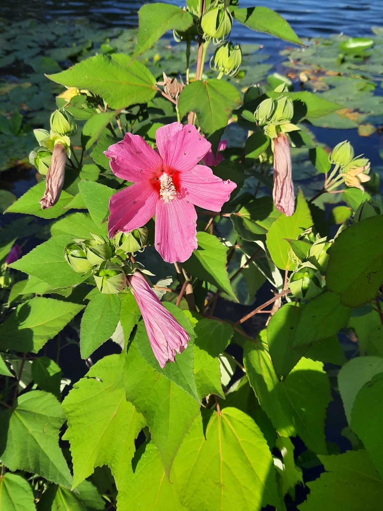 swamp rose mallow from Spring Lake, NJ 07762, USA on August 14, 2021 at ...