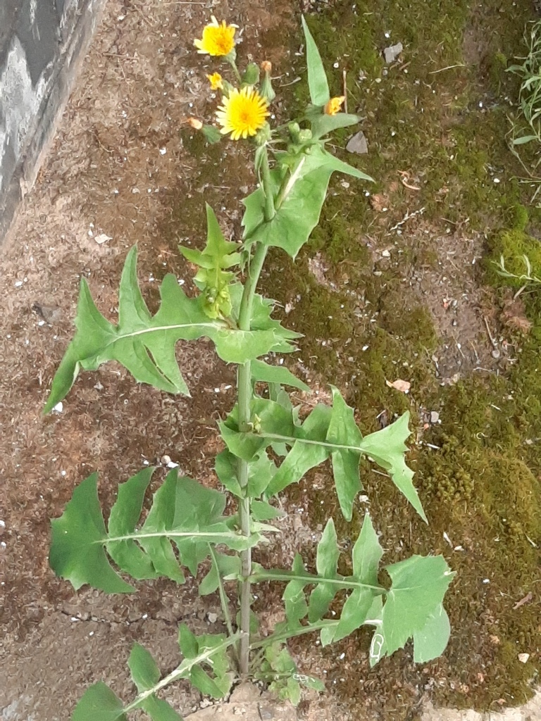 Common Sow Thistle (Mitteldorf Preserve Field Guide) · iNaturalist