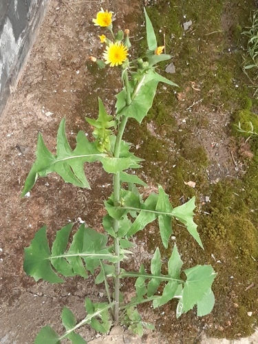 common sowthistle (RE 12.3.6 flora) · iNaturalist