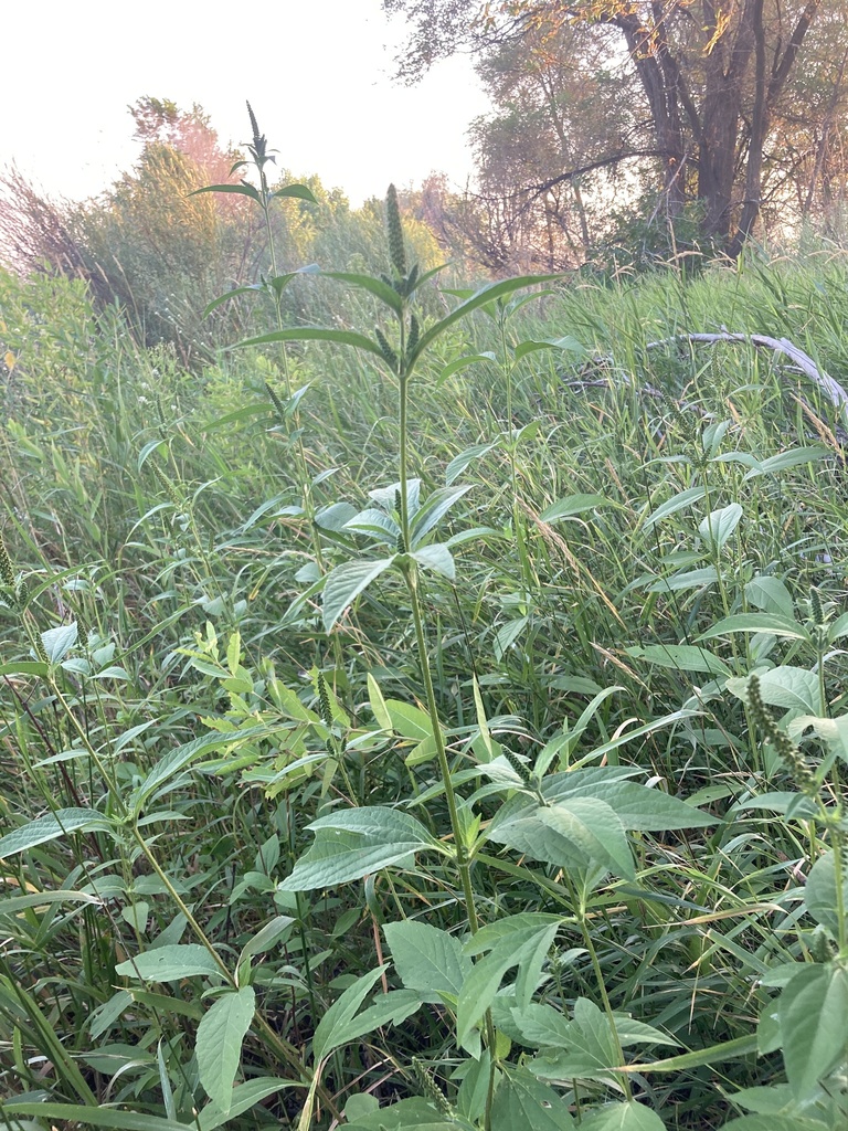 giant ragweed from South Platte River, Fort Lupton, CO, US on August 14 ...